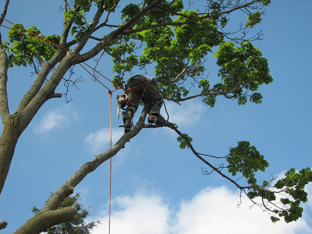 Tree Care - Lake Country Landscaping